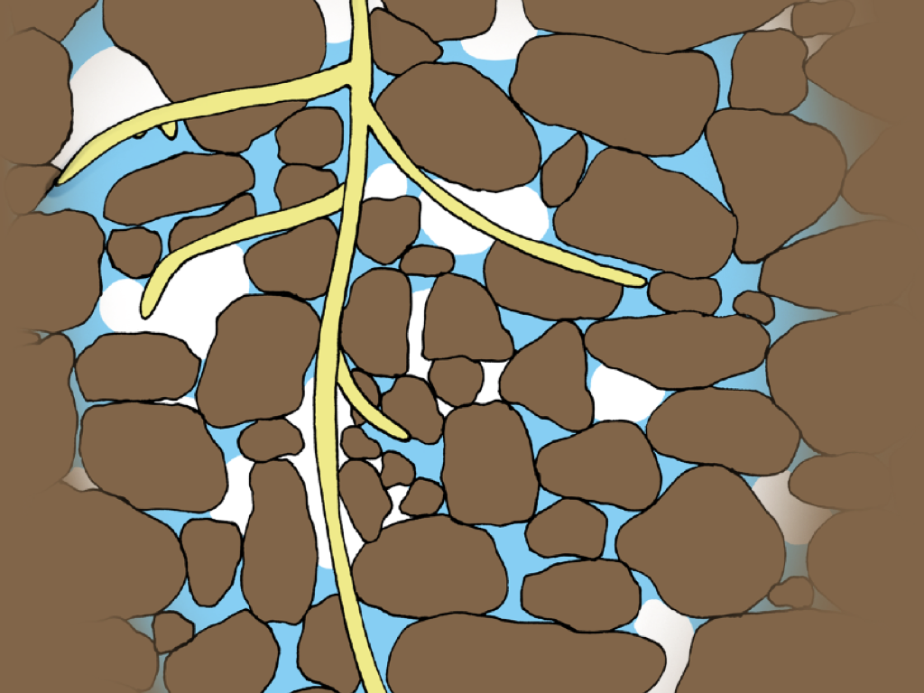 Seeing in the dark: how plant roots perceive water through growth ...