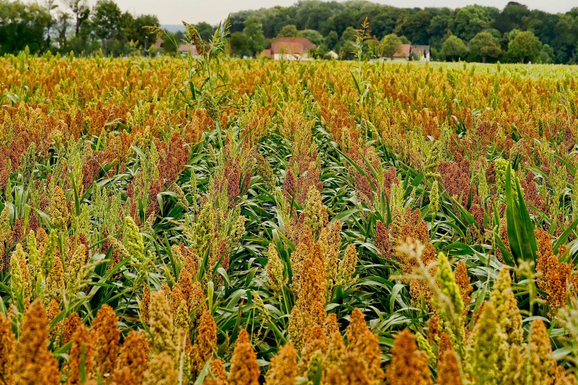 Carnegie led Initiative Receives Major DOE Biofuels Research Grant 
