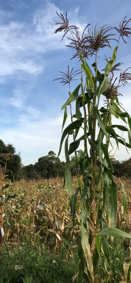 How corn’s ancient ancestor swipes left on crossbreeding | Carnegie Science