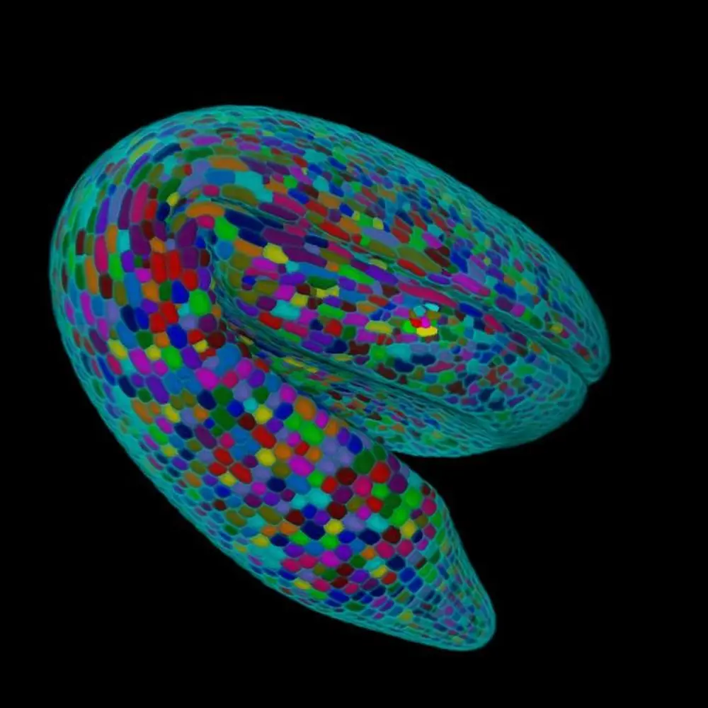 How seeds know it’s a good time to germinate | Carnegie Science