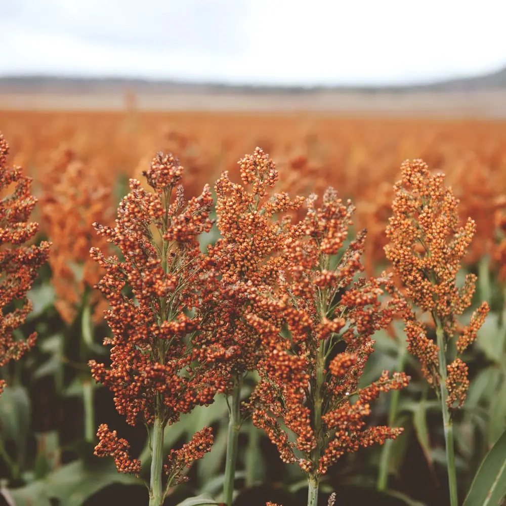 Photosynthesis | Carnegie Science