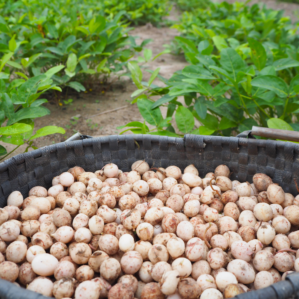 Indigenous Crops May Help Us Survive Climate Change, But How We Talk ...