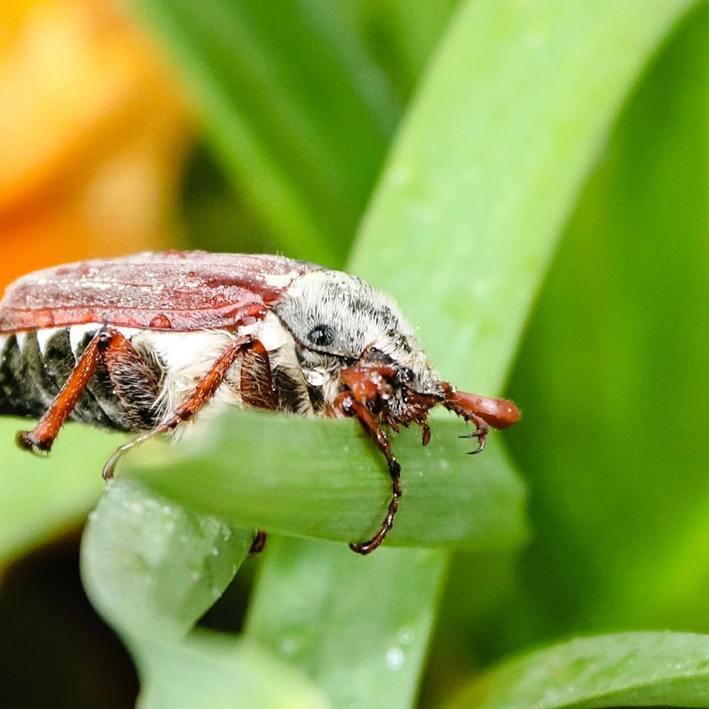 Research Assistant Haley Flickinger | Carnegie Science
