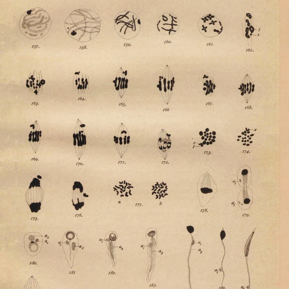 Nettie Stevens Biography | Carnegie Science