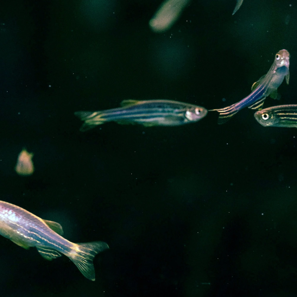 Dr. Jeffrey Farrell: Cell states and cell fates during zebrafish ...