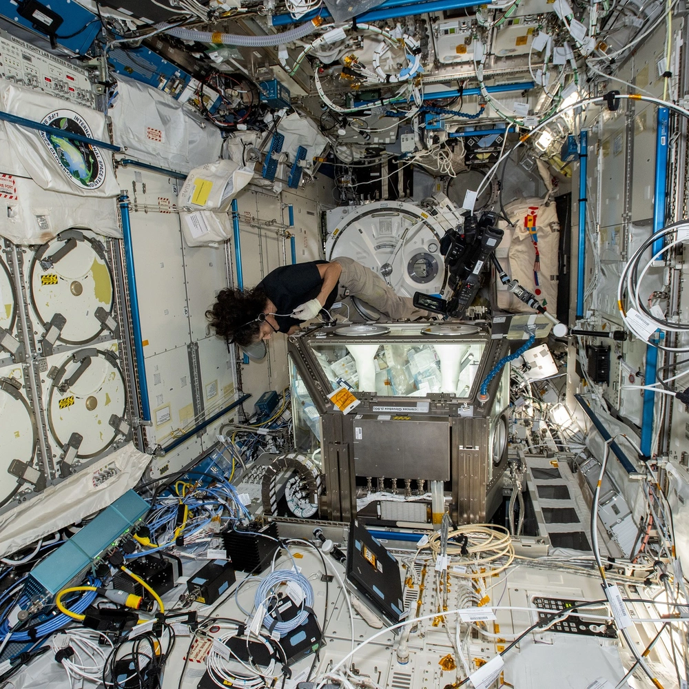 Jumping mice could help astronauts avoid injury during long space ...