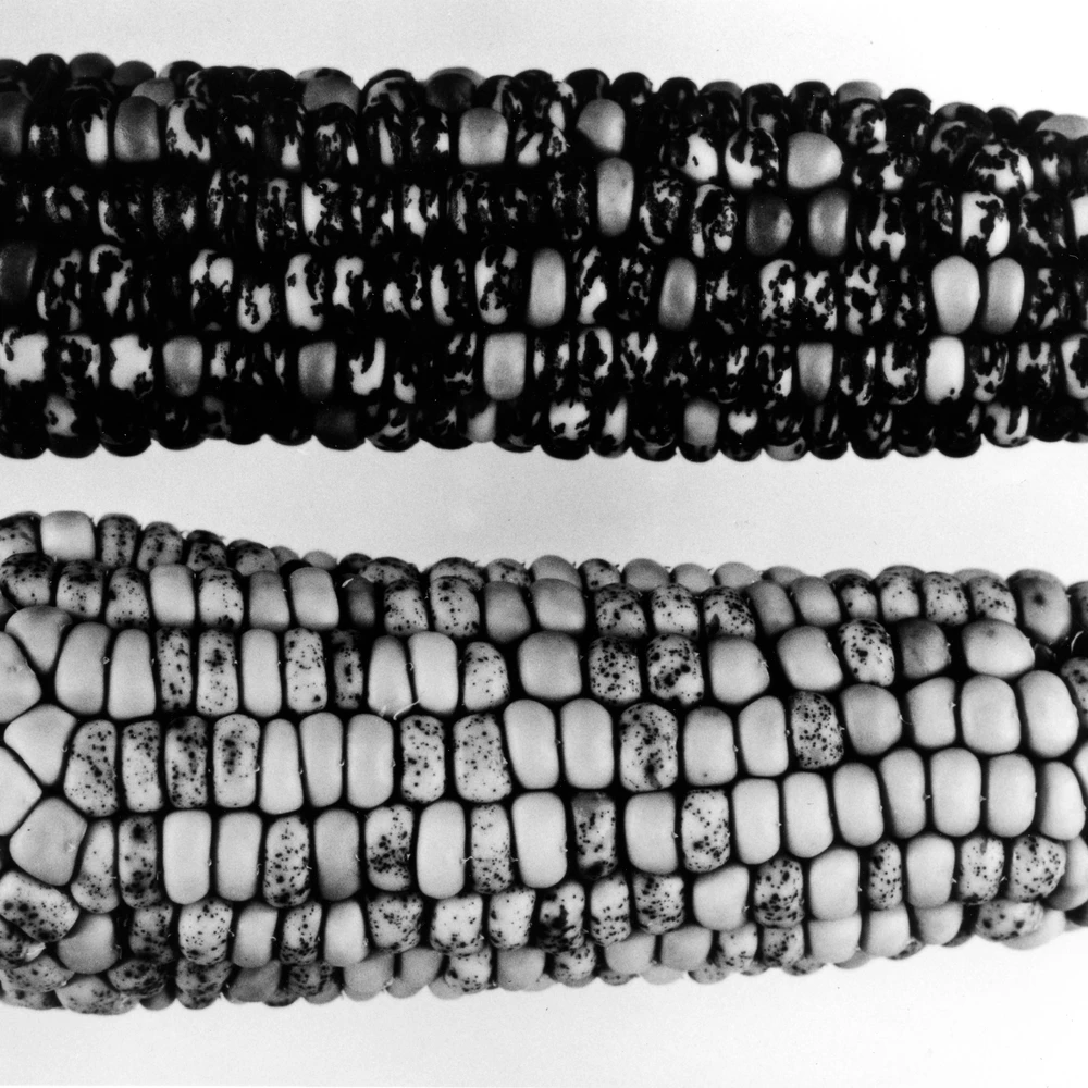 Barbara McClintock: A Visionary Ahead of Her Time | Carnegie Science