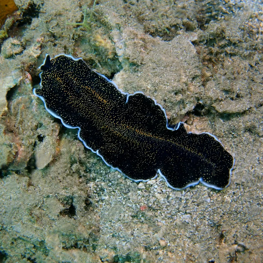 Bo Wang (Stanford University) | Carnegie Science