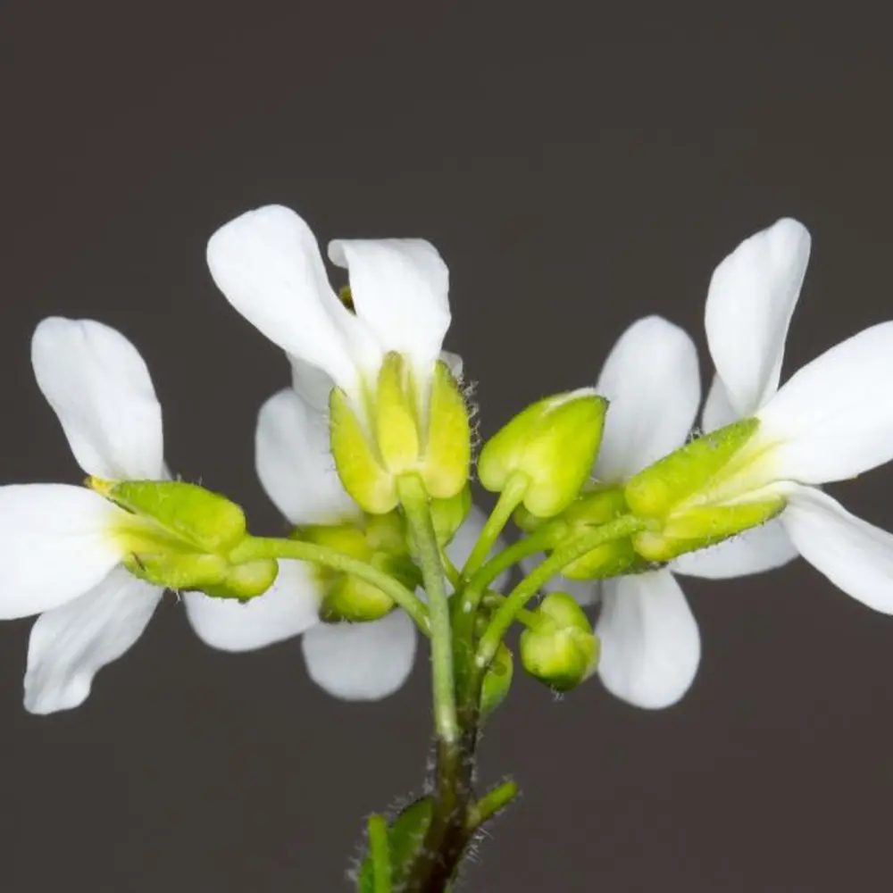 Simon Gilroy: Do plants feel? Touch and systemic signalling in ...