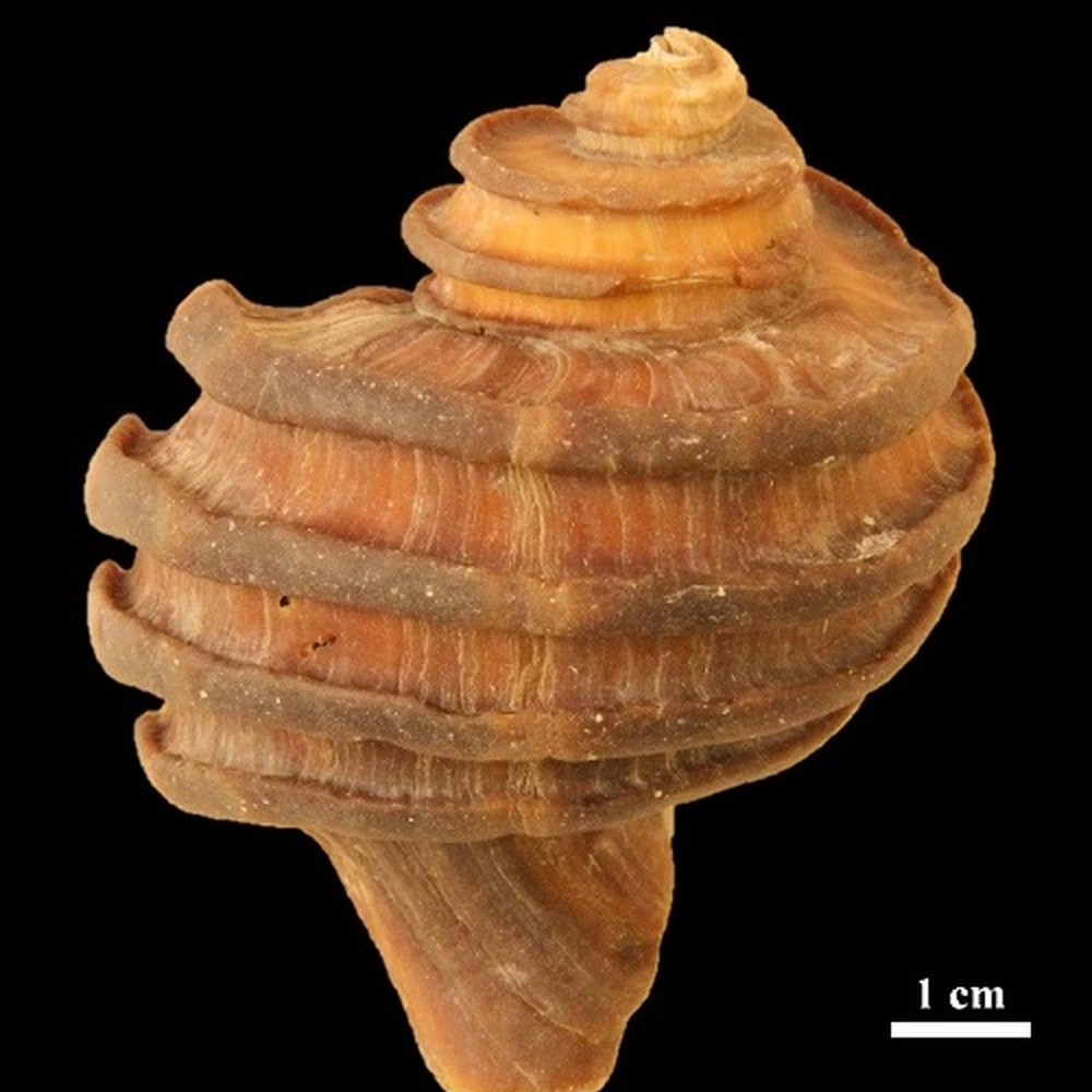 15 million-year-old mollusk protein found | Carnegie Science
