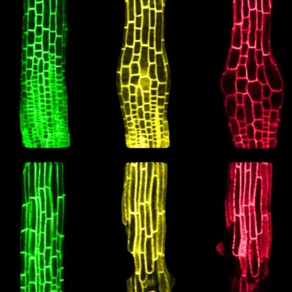 Walls, toxicity and explosions: How plant cells protect themselves from ...