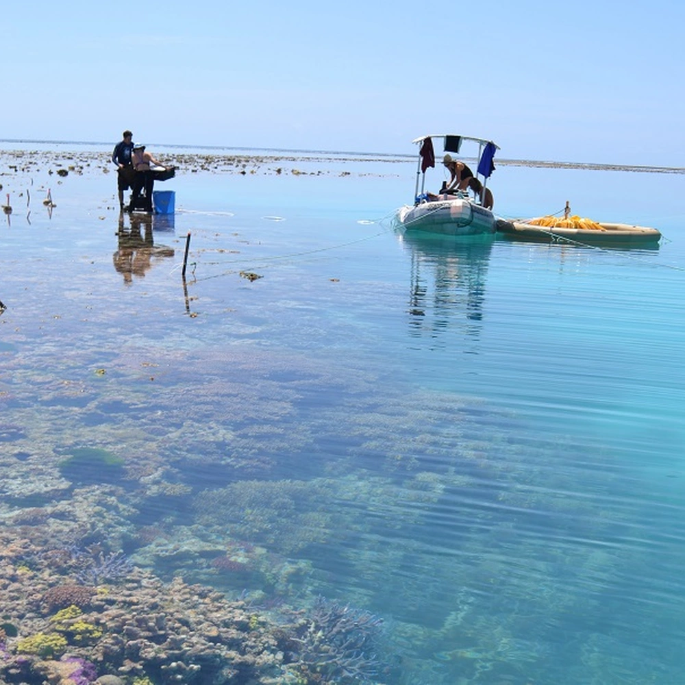 Ocean acidification already slowing coral reef growth | Carnegie Science