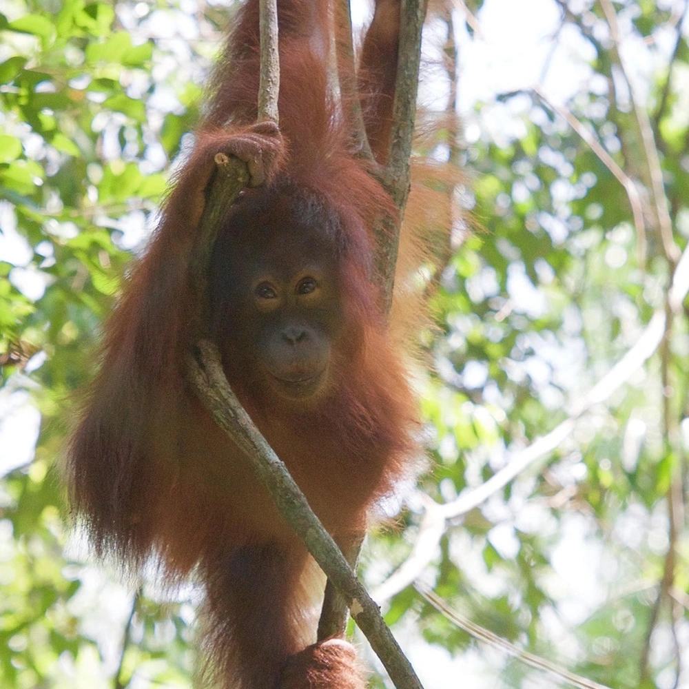 Bornean orangutans’ canopy movements flag conservation targets ...