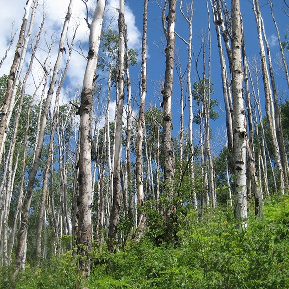 Glimpses of the future: Drought damage leads to widespread forest death ...