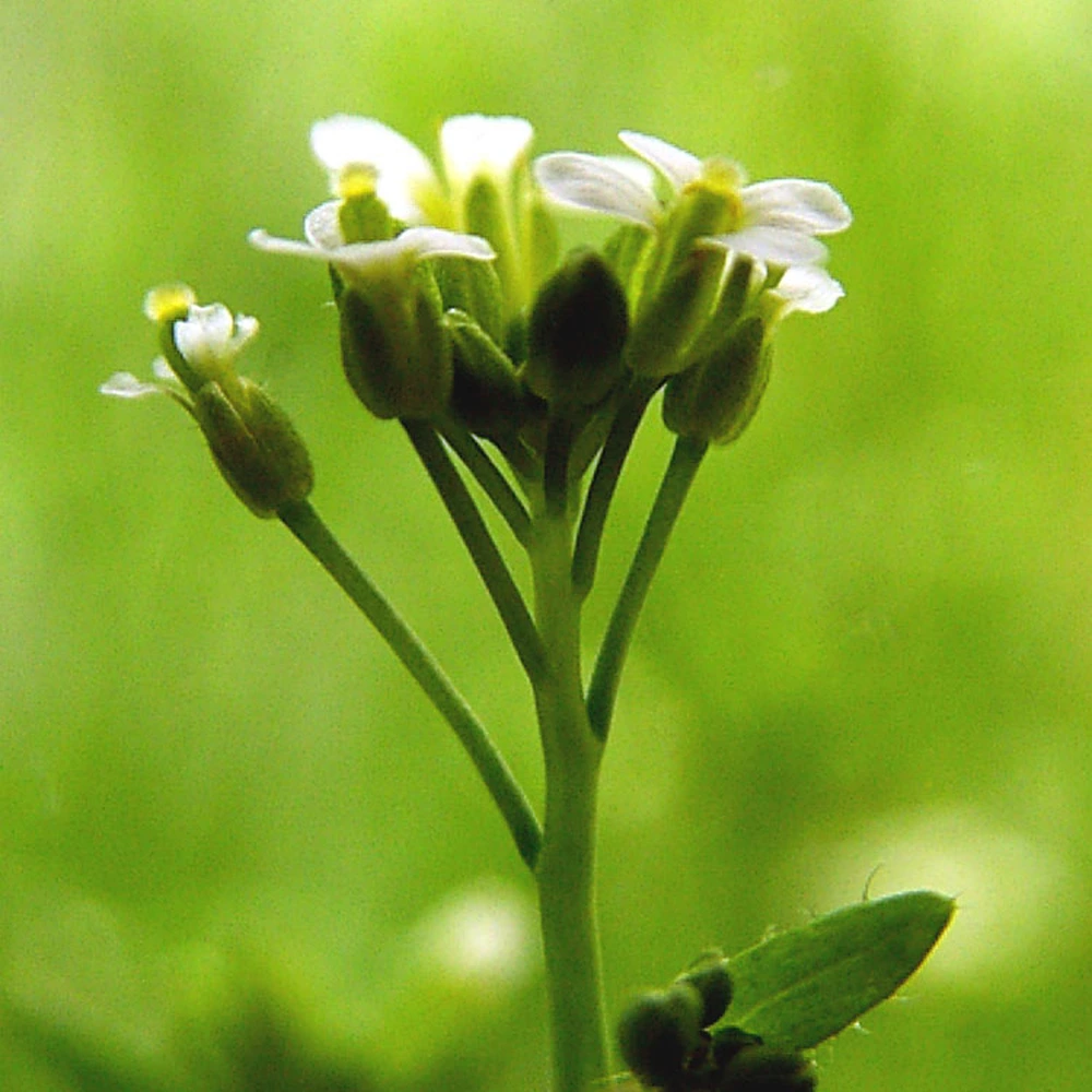 New Way to Watch Plant-Cell Walls Assemble | Carnegie Science