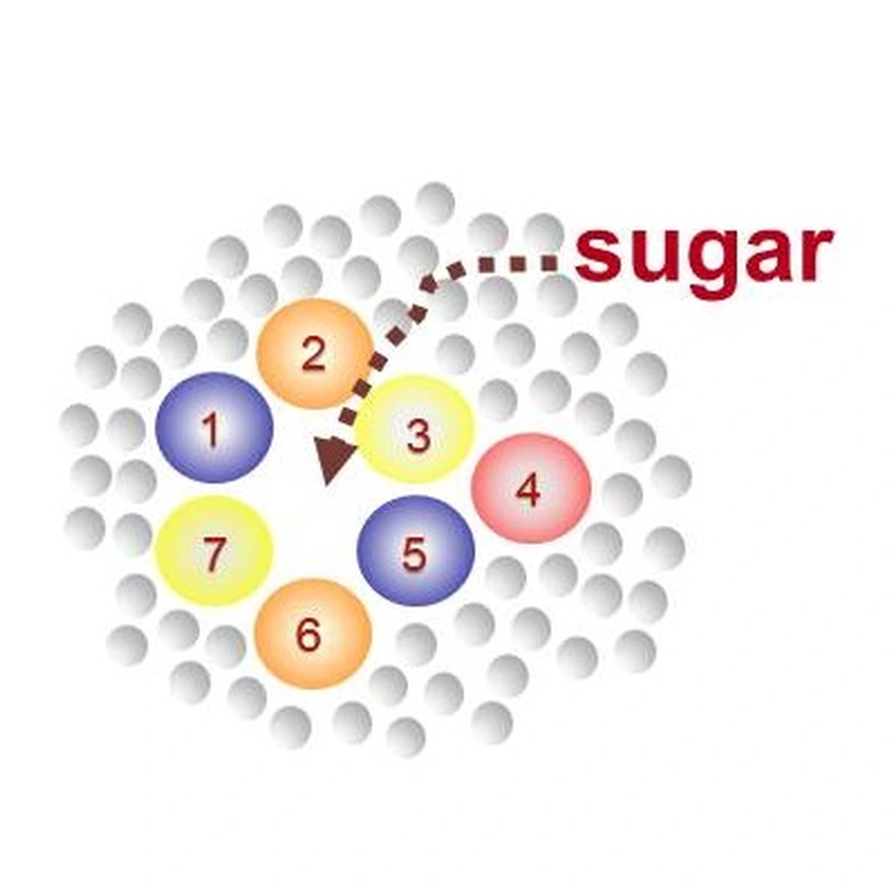 Structure revealed: Plant sugar transporter involved in carbon ...