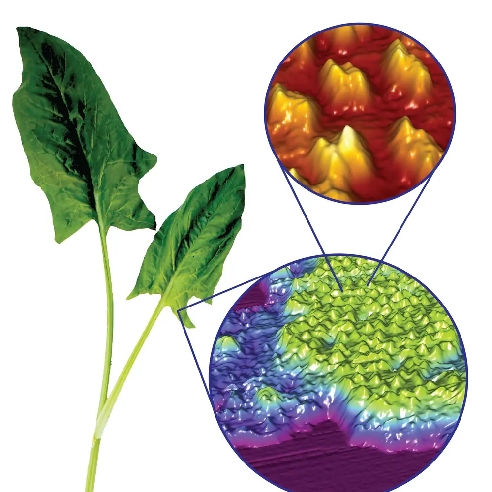 New nanoscale visualization method to unravel photosynthesis | Carnegie ...