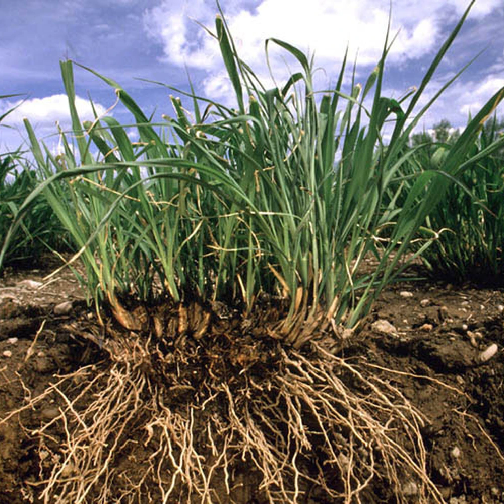 Hormones that guide root growth rates revealed | Carnegie Science