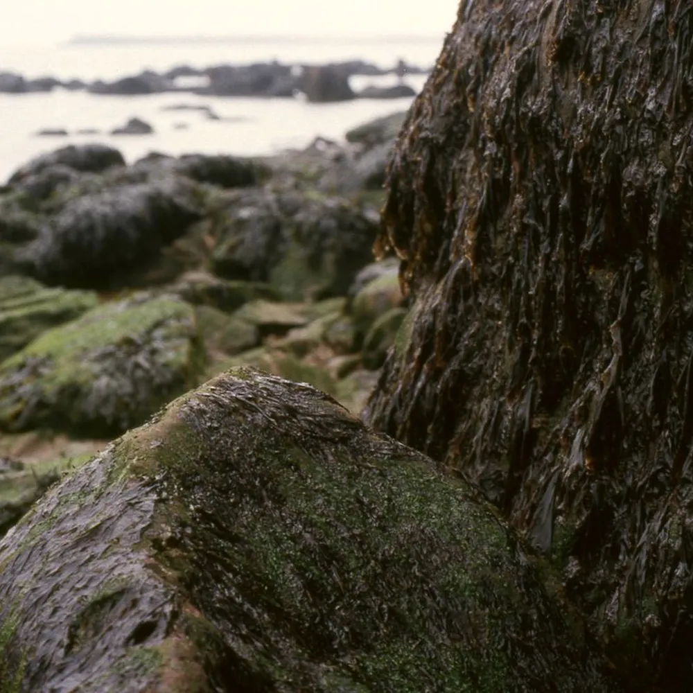 What makes red algae so different and why should we care? | Carnegie ...