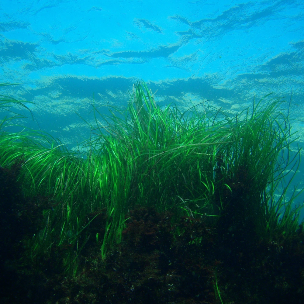 Can seagrass help fight ocean acidification? | Carnegie Science