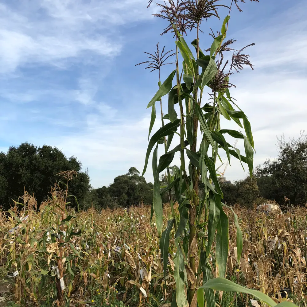How corn’s ancient ancestor swipes left on crossbreeding | Carnegie Science